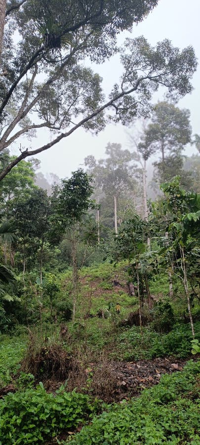 Misty Tropical Forest with Dense Greenery and Towering Trees on a ...