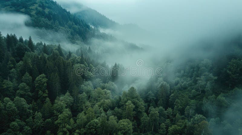 A Misty View of a Forest. Perfect for Nature-themed Designs Stock Photo ...