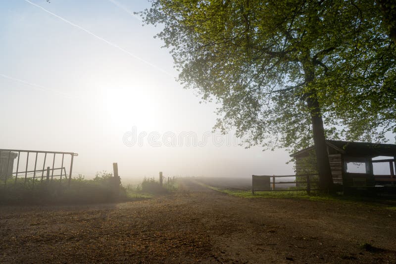 Misty View on Meadows, Seen from a Path through the Woods on an Early ...