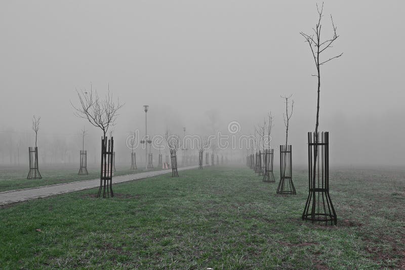 Misty View of a Newly Plant Trees Stock Image - Image of newly, park ...