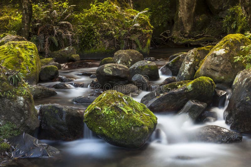 Misty Water Mountain Forest Stream Stock Afbeelding - Image of berg ...