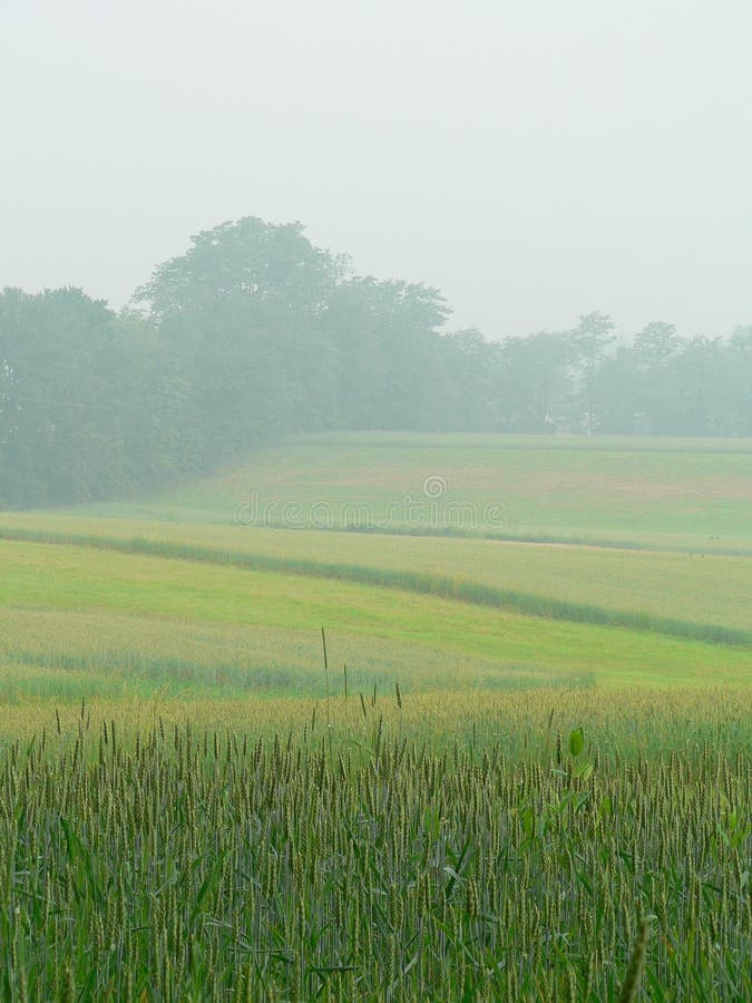 Misty Wheatfield (vertical) Stock Photo - Image of grain, industry ...