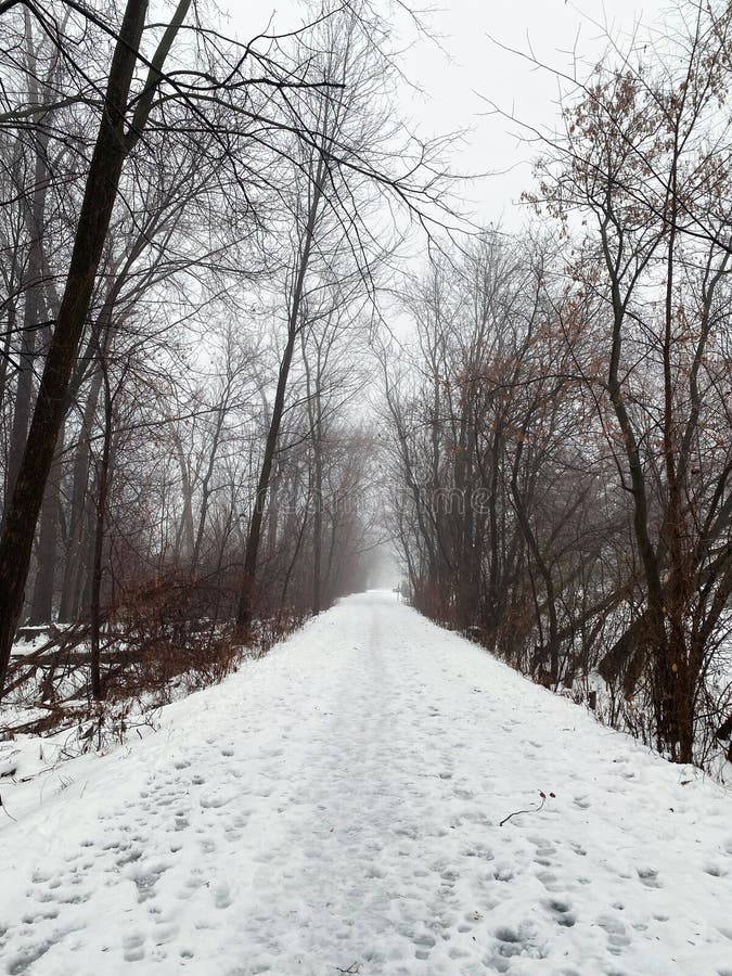 Misty Winter Path through Leafless Trees Stock Image - Image of quebec ...
