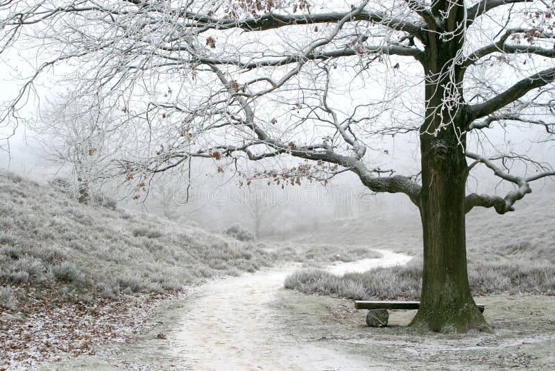 1,503 Hoarfrost Oisterwijk Netherlands Stock Photos - Free & Royalty ...