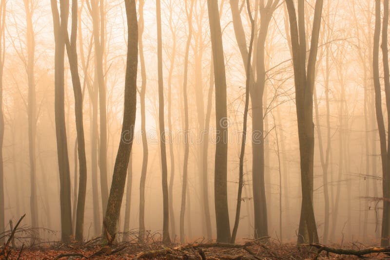 Misty forest stock photo. Image of forest, dark, mist - 15690176