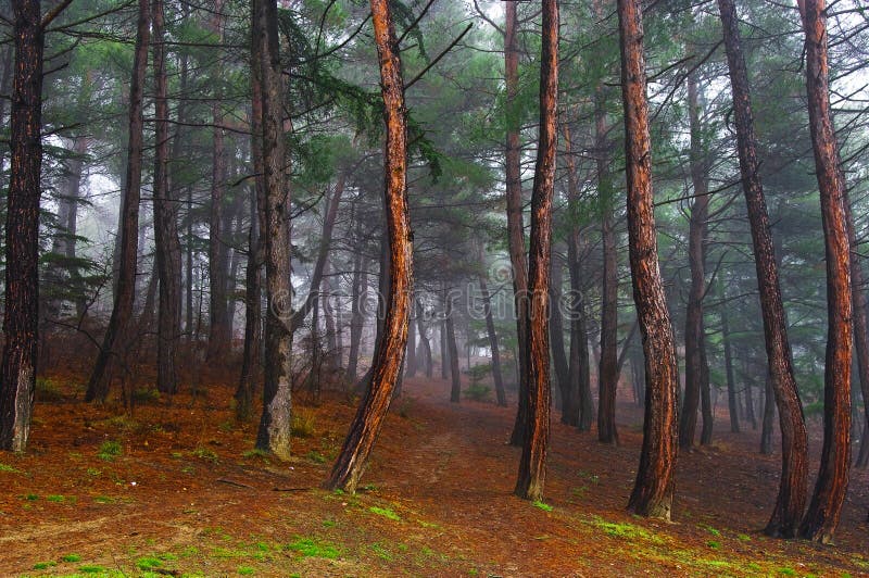 Misty wood stock photo. Image of mist, wooded, misty - 12627168