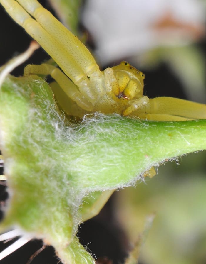 Misumena vatia stock photo. Image of yard, meadow, spiders - 17619512