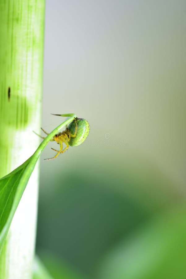 Misumena Vatia Waiting for Prey Stock Image - Image of english ...