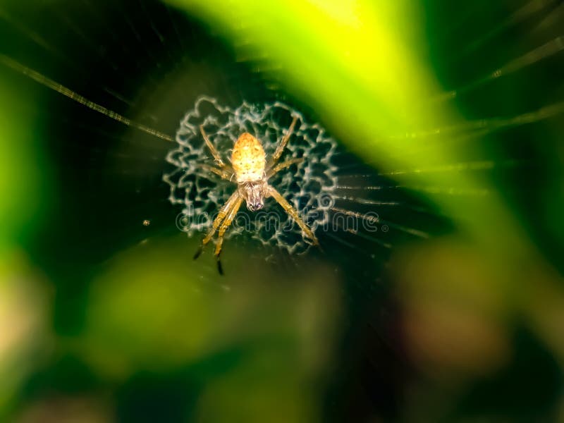 Misumenops is a Common Genus of Crab Spider with More Than 50 Described ...