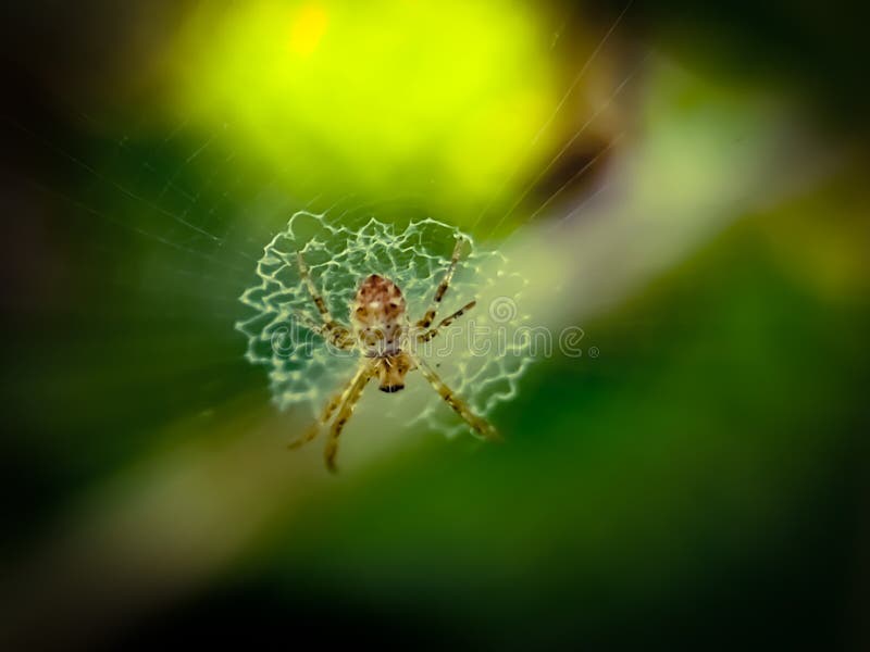 Misumenops is a Common Genus of Crab Spider with More Than 50 Described ...