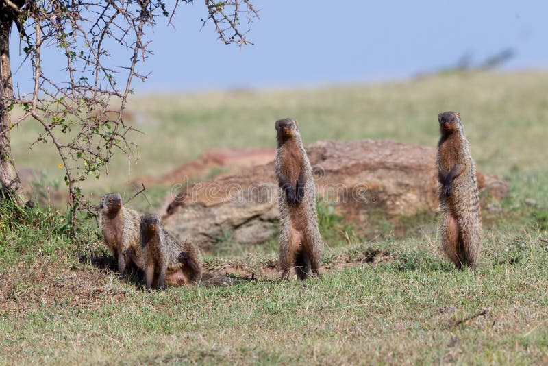 Mit Einem Band Versehener Mungo, Der Auf Einem Felsen Aufwirft ...