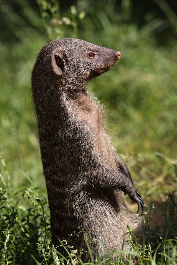 Mit Einem Band Versehener Mungo, Der Auf Einem Felsen Aufwirft ...