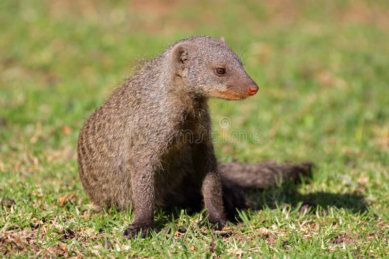 Mit Einem Band Versehener Mungo Stockbild - Bild von nett, wild: 19765781