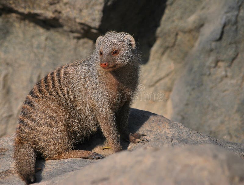 Mit Einem Band Versehener Mungo, Der Auf Einem Felsen Aufwirft ...