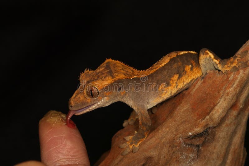 Gecko Correlophus-ciliatus Mit Haube Stockfoto - Bild von bunt, lecken ...