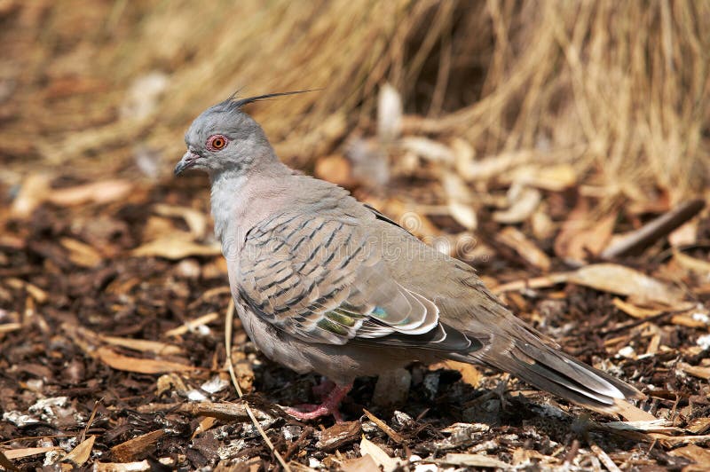 Mit Haube Taube - Australischer Vogel Stockbild - Bild von nave ...