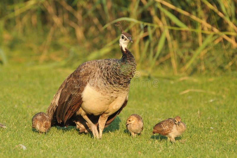Pfau-Küken, Die Das Anzeigen üben Stockbild - Bild von ...