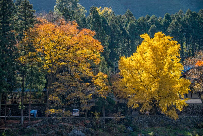 Mitake Town and Tama River in Autumn Season. Editorial Image - Image of ...