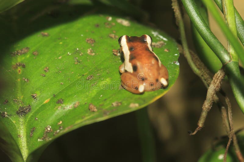 Mitchell reed frog stock image. Image of animal, mitchell - 115608307