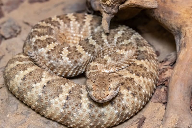 Mitchell`s Rattlesnake. Crotalus Mitchellii Pyrrhus Stock Photo - Image ...
