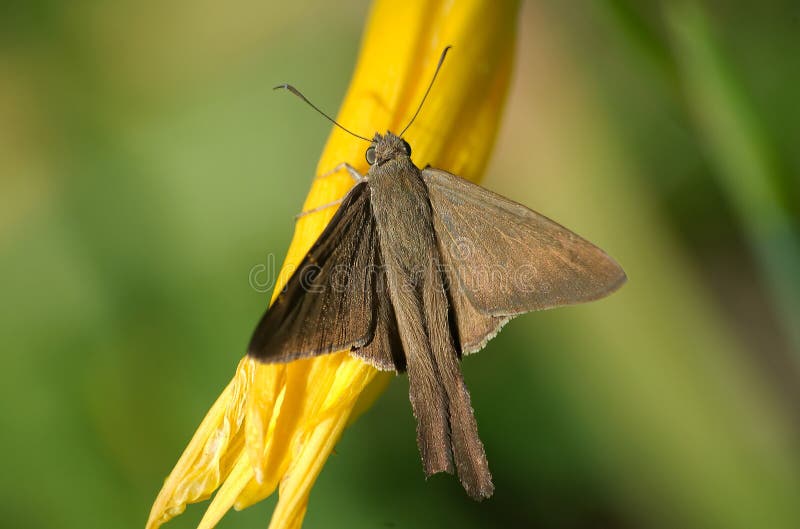 Grand Insecte Brun De Mite Sur Le Champ Vert Photo stock - Image du ...
