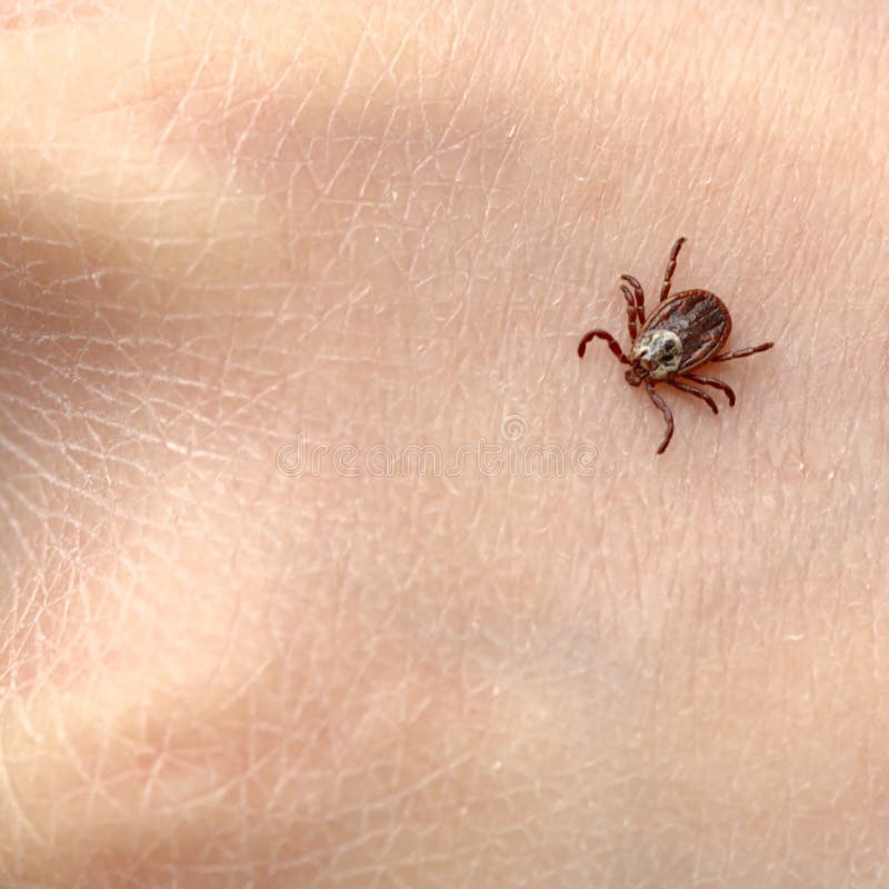 Mite stock image. Image of parasitic, bloodsucking, piercer - 9448099