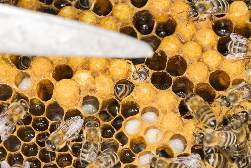 Mite in a Beehive Malicious Insect Mite in a Bee Hive Stock Image ...