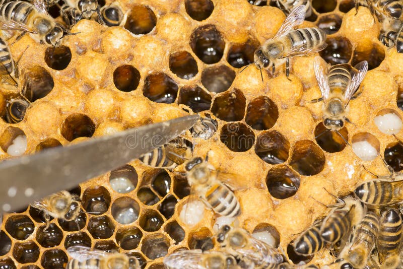 Mite in a Beehive Malicious Insect Mite in a Bee Hive Stock Photo ...