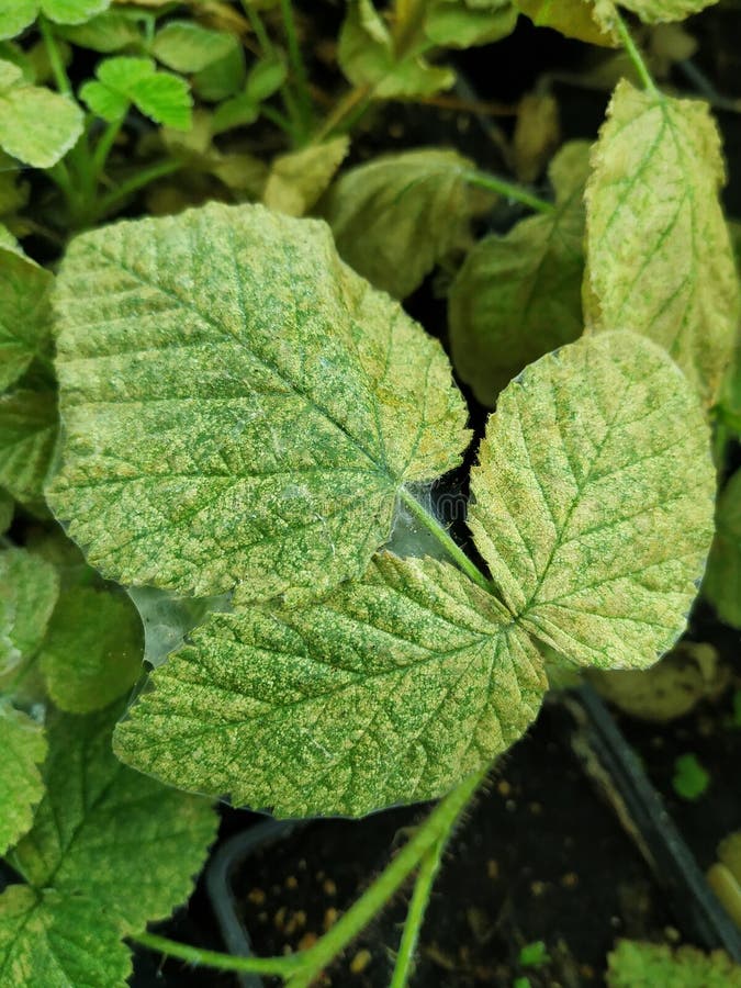 Mite Damaged Raspberry Plant, Leaf Raspberry Stock Photo - Image of ...