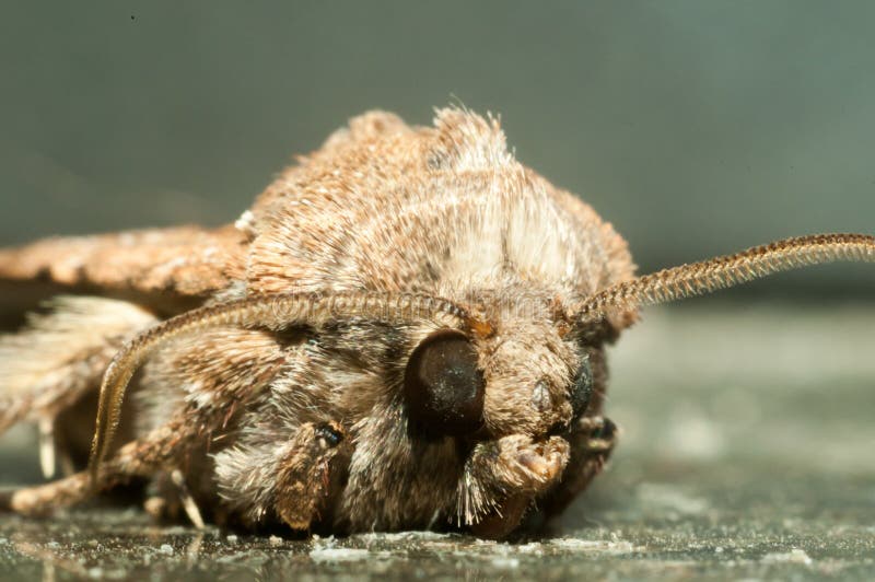 Mite De Brown D'insecte De Nuit Photo stock - Image du insecte ...