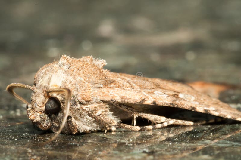 Mite De Brown D'insecte De Nuit Photo stock - Image du insecte ...