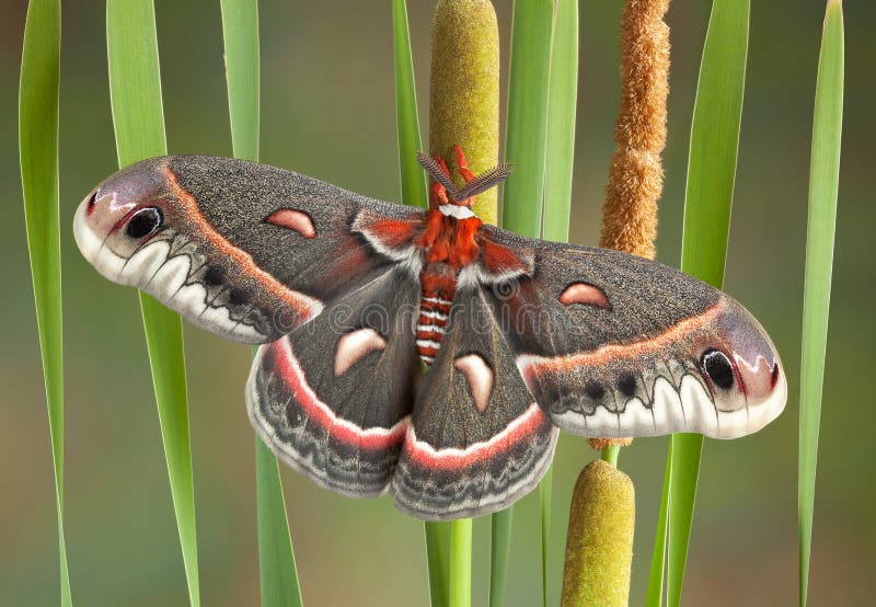 Cattails photo stock. Image du étang, jonc, marais, marécages - 12146366