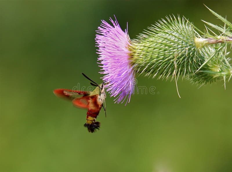 Sphinx colibri photo stock. Image du papillon, insecte - 15557024