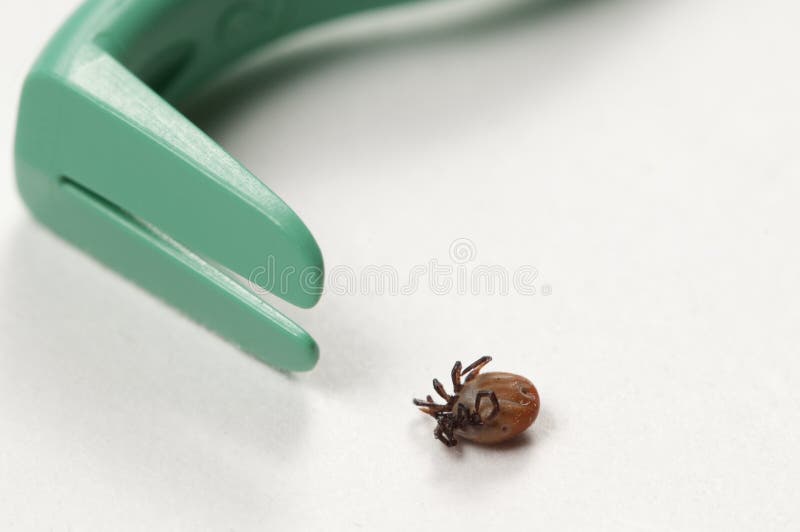 Mite and extractor tool stock image. Image of mite, arachnid - 90783285