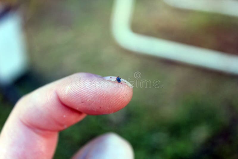 Mite on finger stock photo. Image of happiness, nature - 51783300