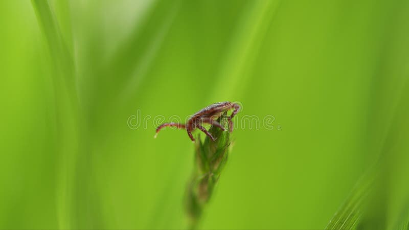 Mite at Green Leaf. Infectious Parasitic Ixodid Ticks Insects on a ...