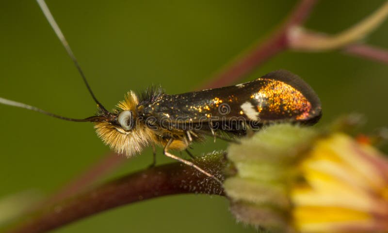 Insecte nocturne photo stock. Image du macro, papillon - 28482400