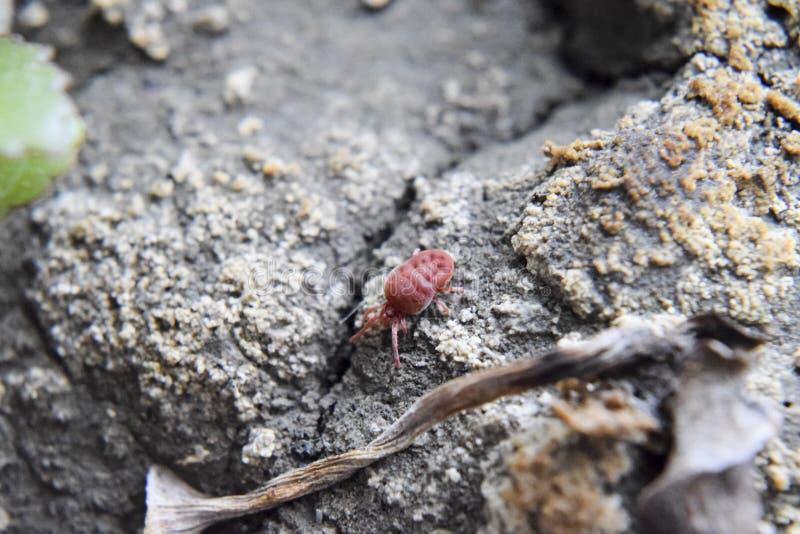 Red Velvet Mite On White Sheet Of Paper. Macro Shooting Of Velvet ...
