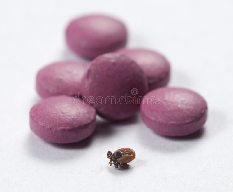 Mite and tablets stock photo. Image of borreliosis, lozenge - 90920826