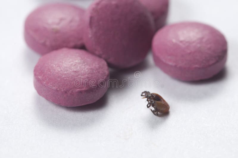 Mite and tablets stock image. Image of lyme, insect, borreliosis - 90920859