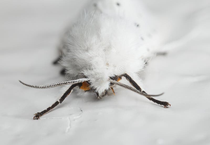 Hermine blanche image stock. Image du stoat, hiver, nature - 29857357