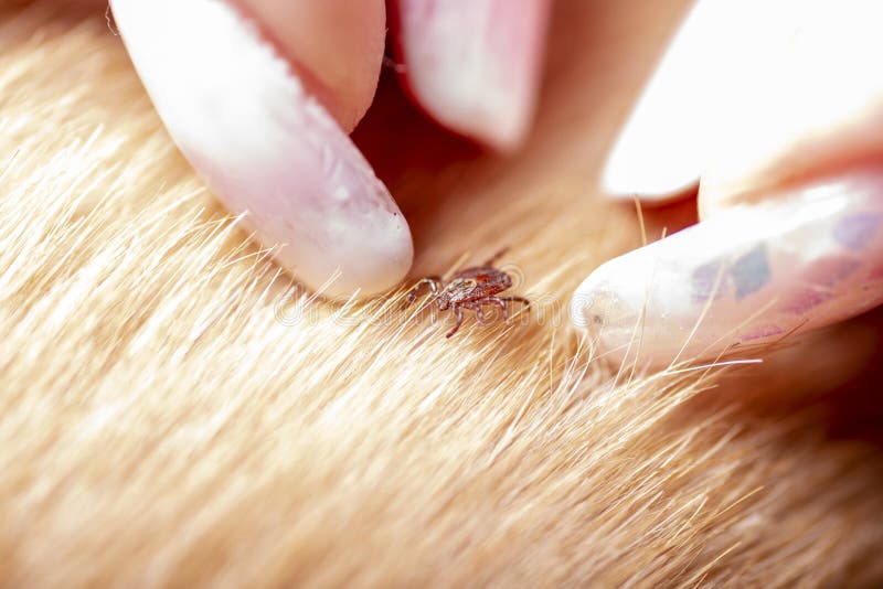 Mite on a Wool Dog. Spaniel Stock Image - Image of medicine, hair ...