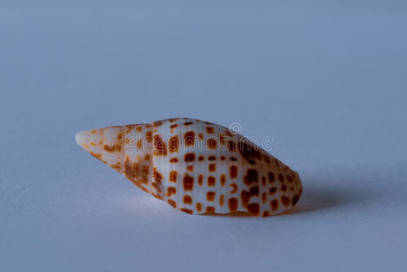 Miter Shell. Cardinal Miter Stock Photo - Image of slit, hermit: 180394082