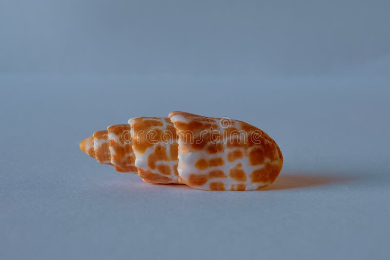 Miter Shell. Cardinal Miter Stock Photo - Image of slit, hermit: 180394082