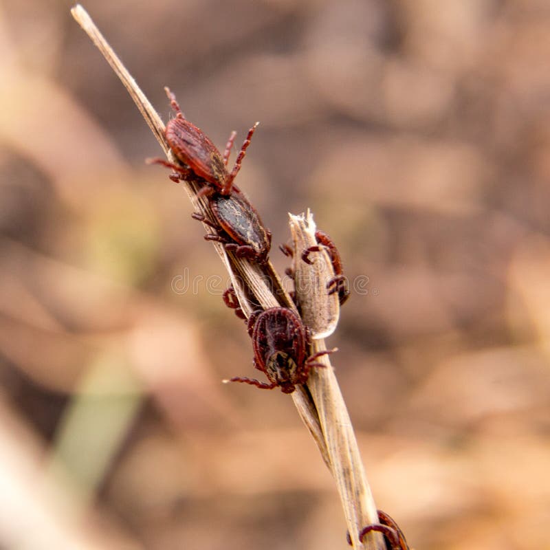 Mites in the Forest on Spring. Stock Photo - Image of forest, blood ...