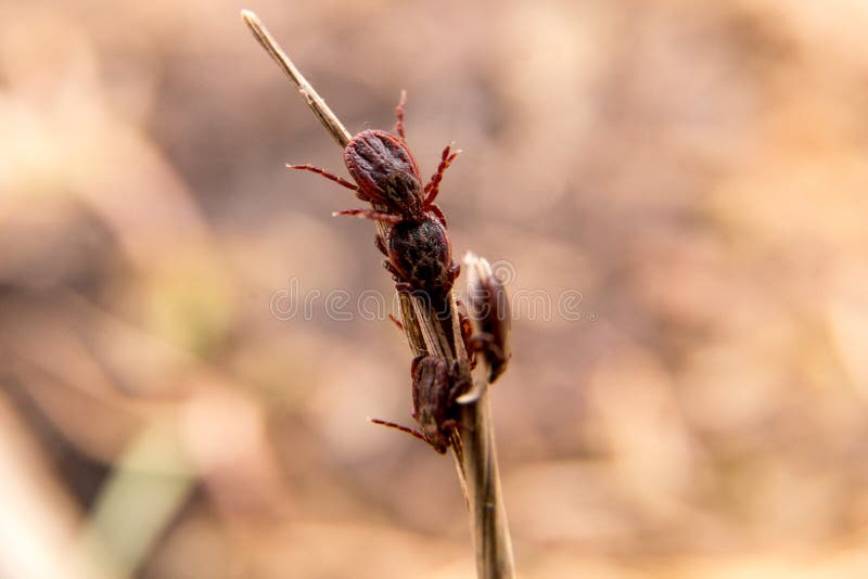 Mites in the Forest on Spring. Stock Image - Image of white, spider ...
