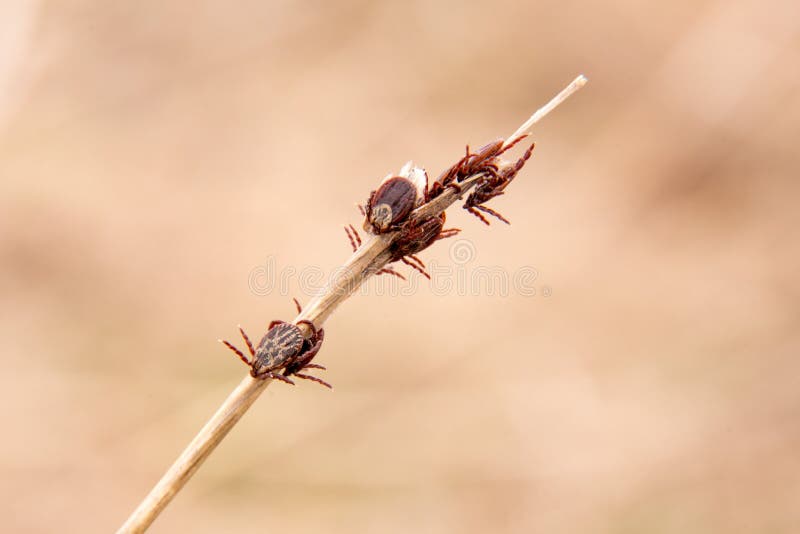Mites on the Stick in the Begining of Spring. Stock Image - Image of ...