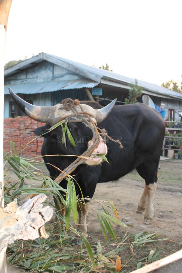 Mithun stock photo. Image of healthy, eating, black, male - 87302242