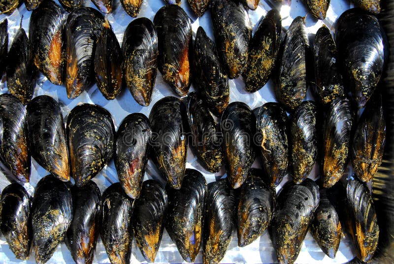 Mitili fotografia stock. Immagine di duro, pesci, commestibile - 11360784