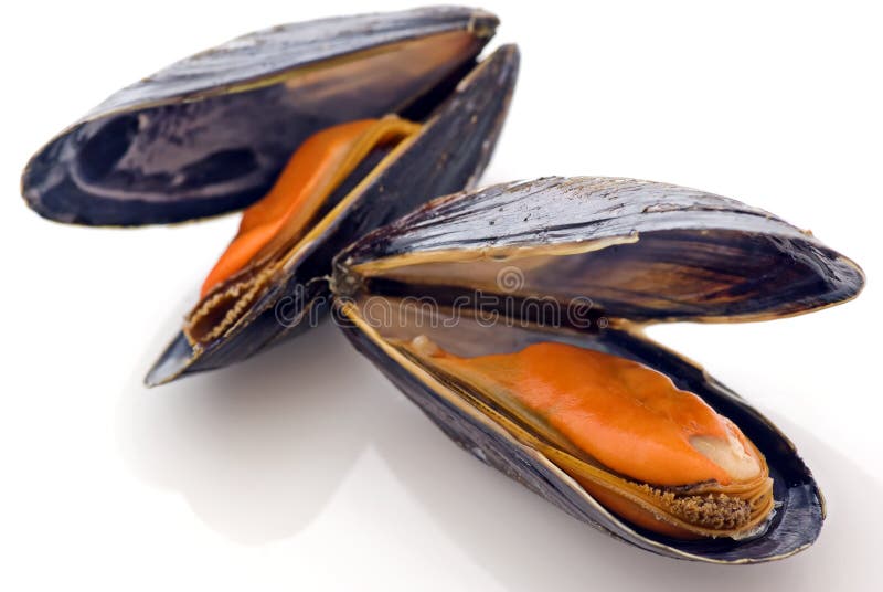 Mitili bolliti fotografia stock. Immagine di fresco, mollusco - 17077134